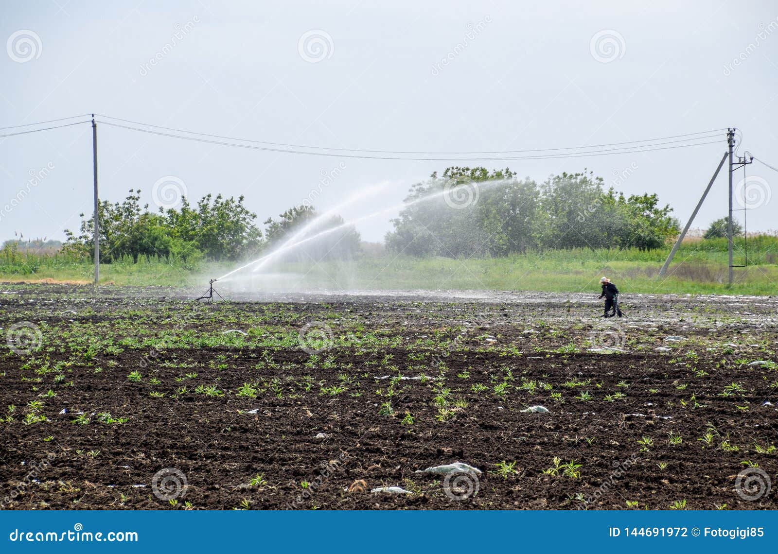 Irrigation System in Field of Melons. Watering the Fields Stock Photo ...