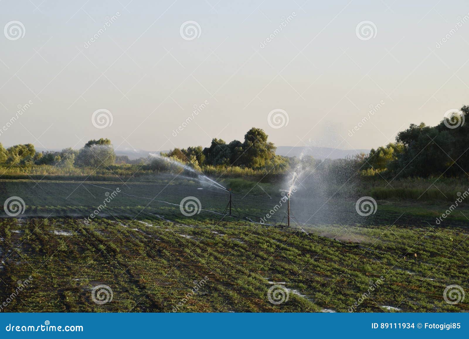 Irrigation System in Field of Melons. Watering the Fields Stock Photo ...