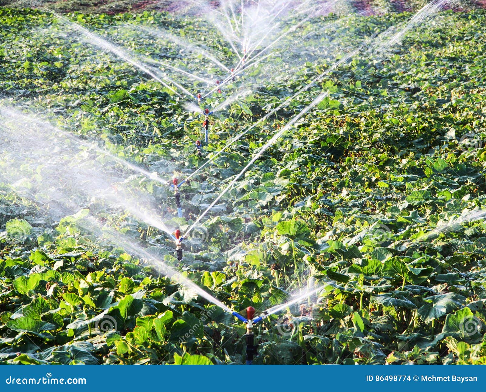 Irrigation system stock photo. Image of irrigating, green - 86498774