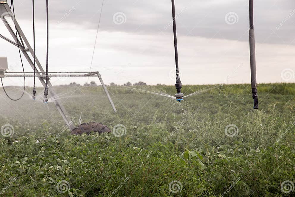 Irrigation System on Green Field Stock Image - Image of fresh ...