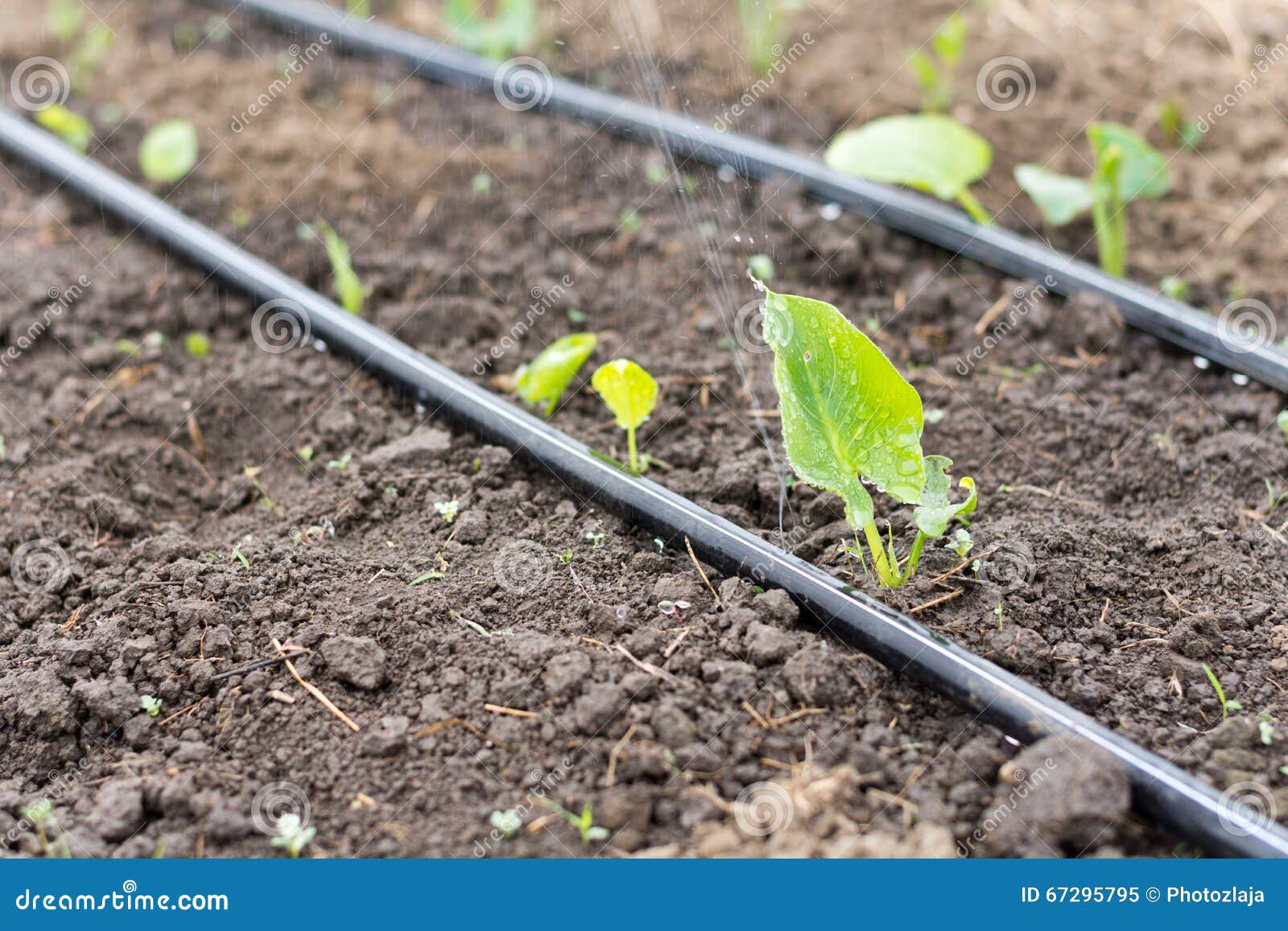 Irrigation System in the Green House Stock Image - Image of irrigate ...