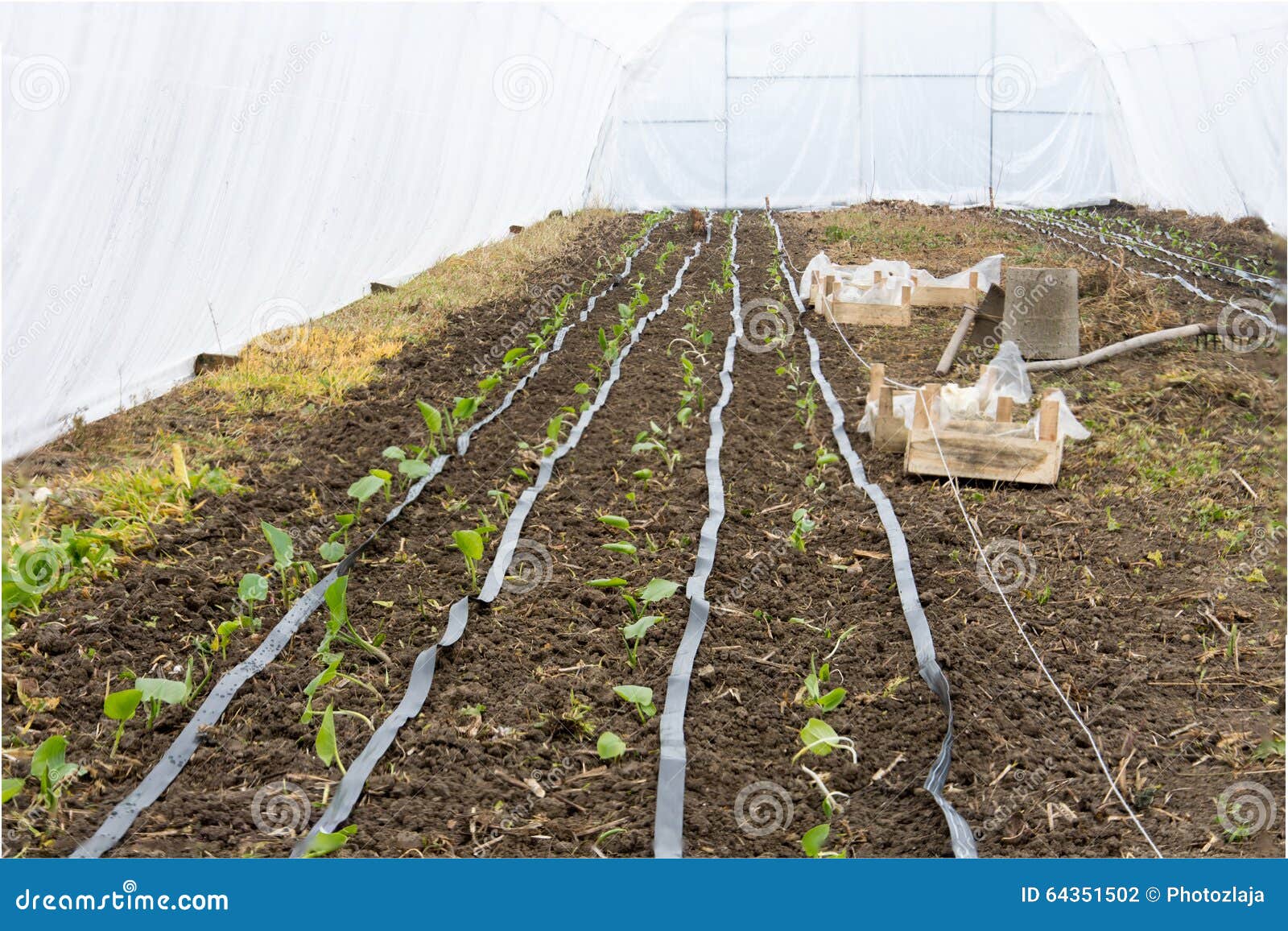 Irrigation System in Greenhouse Stock Photo - Image of grass, tubing ...