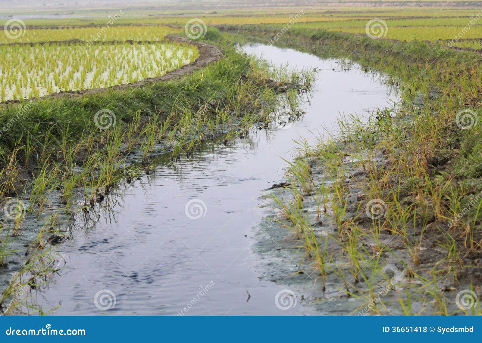 Irrigation system stock photo. Image of outdoor, crop - 36651418
