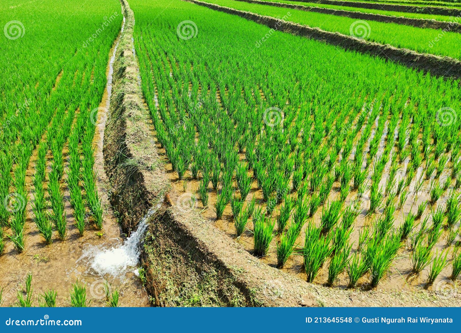 Irrigation System of Paddy Field in Bali Indonesia Stock Photo - Image ...