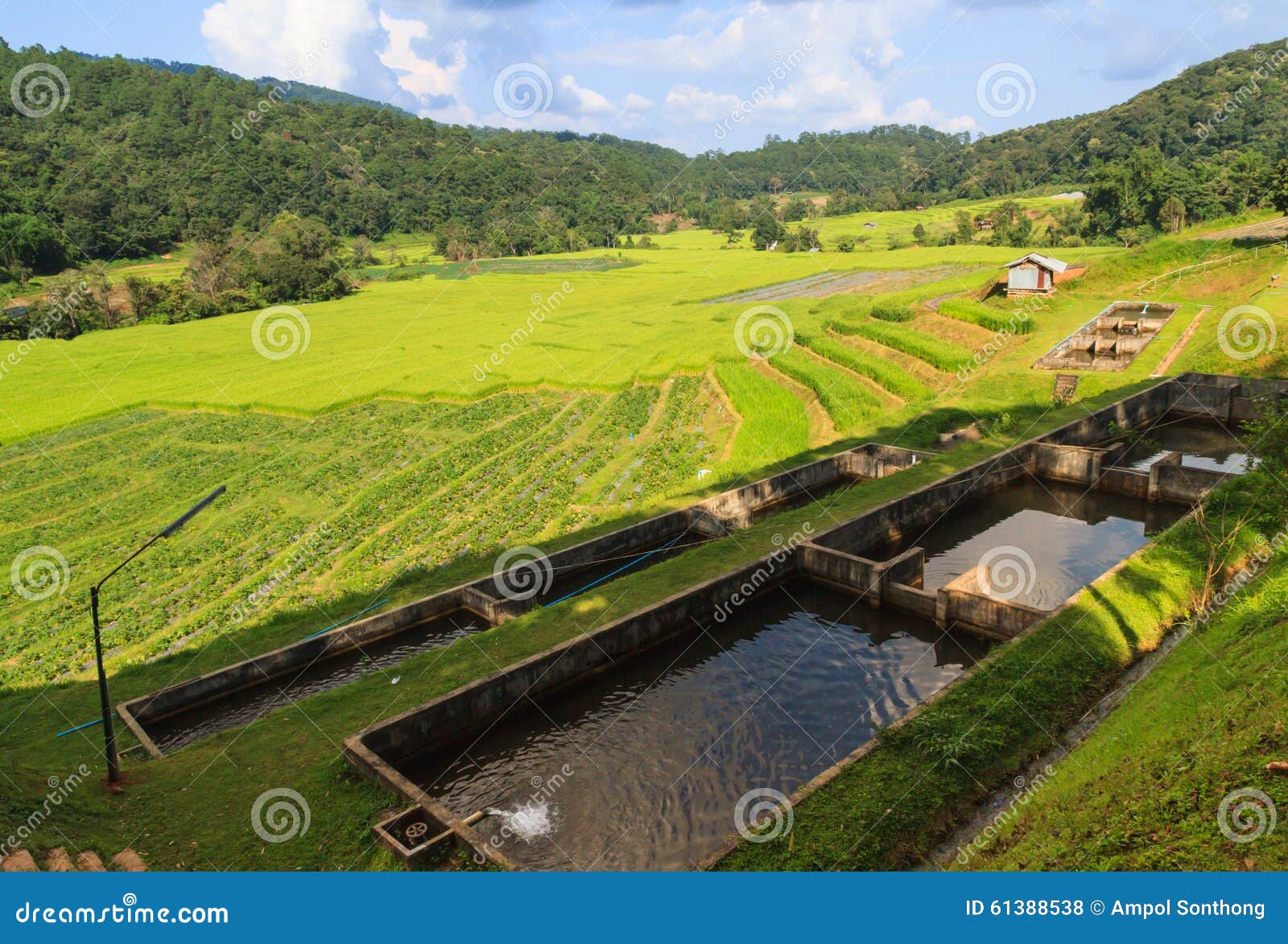 Irrigation System for Paddy and Fishery Stock Photo - Image of grass ...