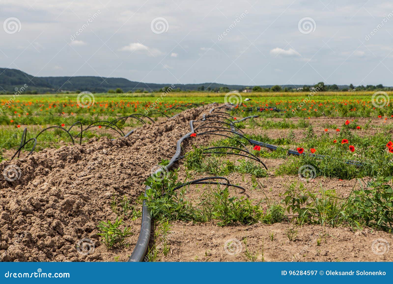 Irrigation System on Raspberry Planted Field Stock Image - Image of ...