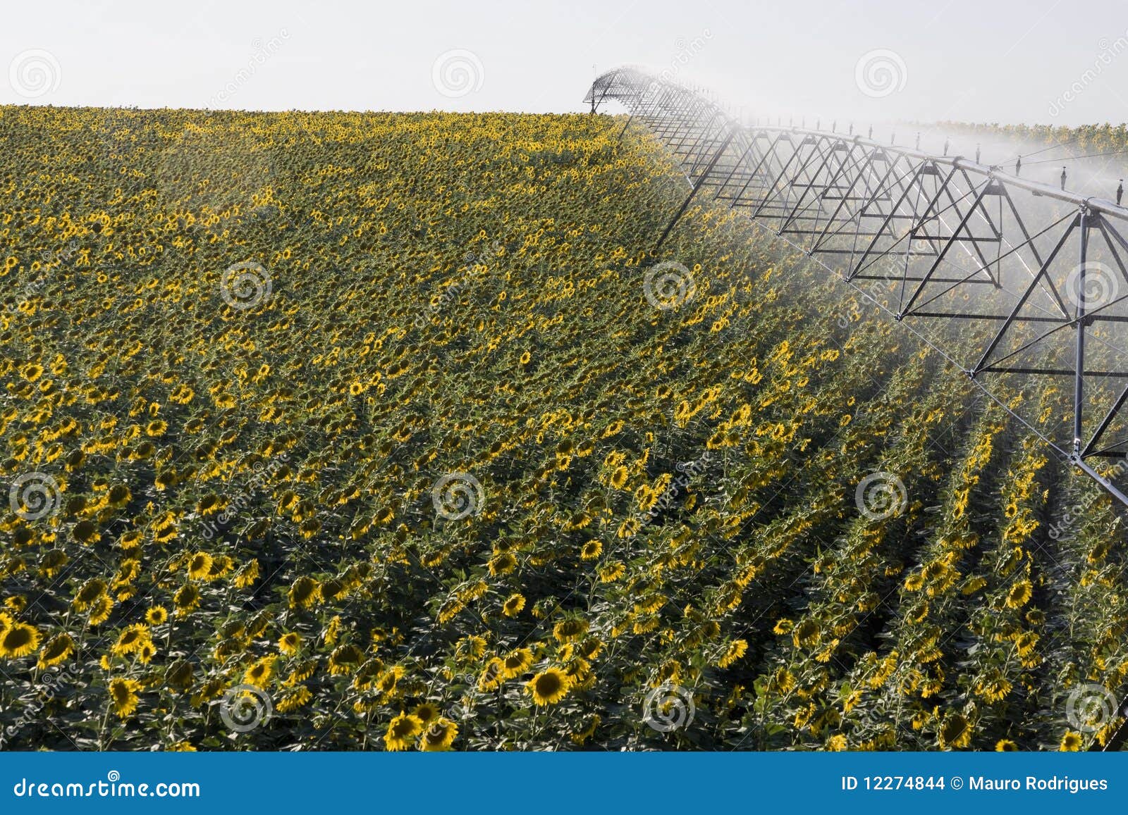 Irrigation System on Sunflower Field Stock Photo - Image of beja ...