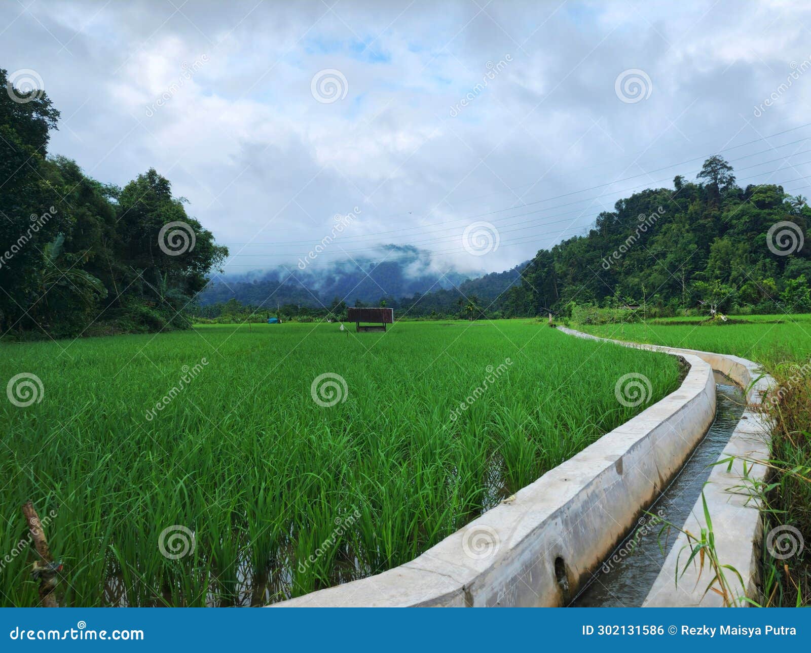 Irrigation System in Traditional Asian Village Community Rice Fields ...