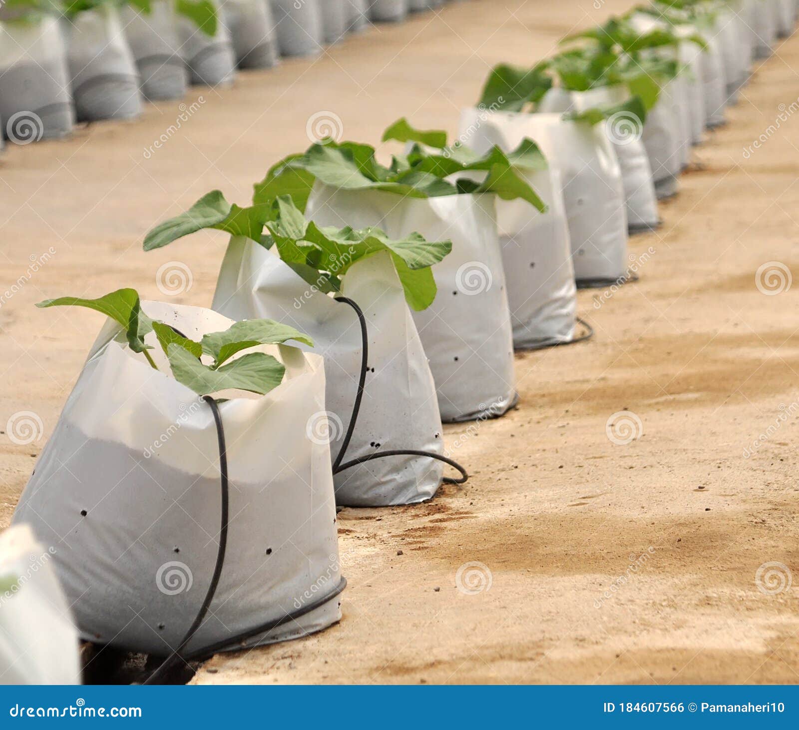 Irrigation System for Vegetables Plants Stock Photo - Image of system ...