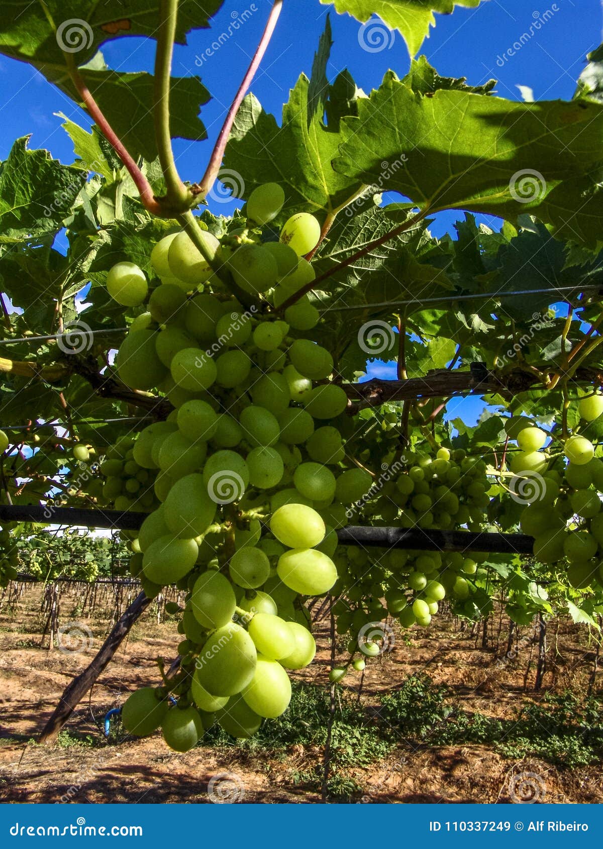 Grapes irrigation stock image. Image of farmland, farm - 110337249