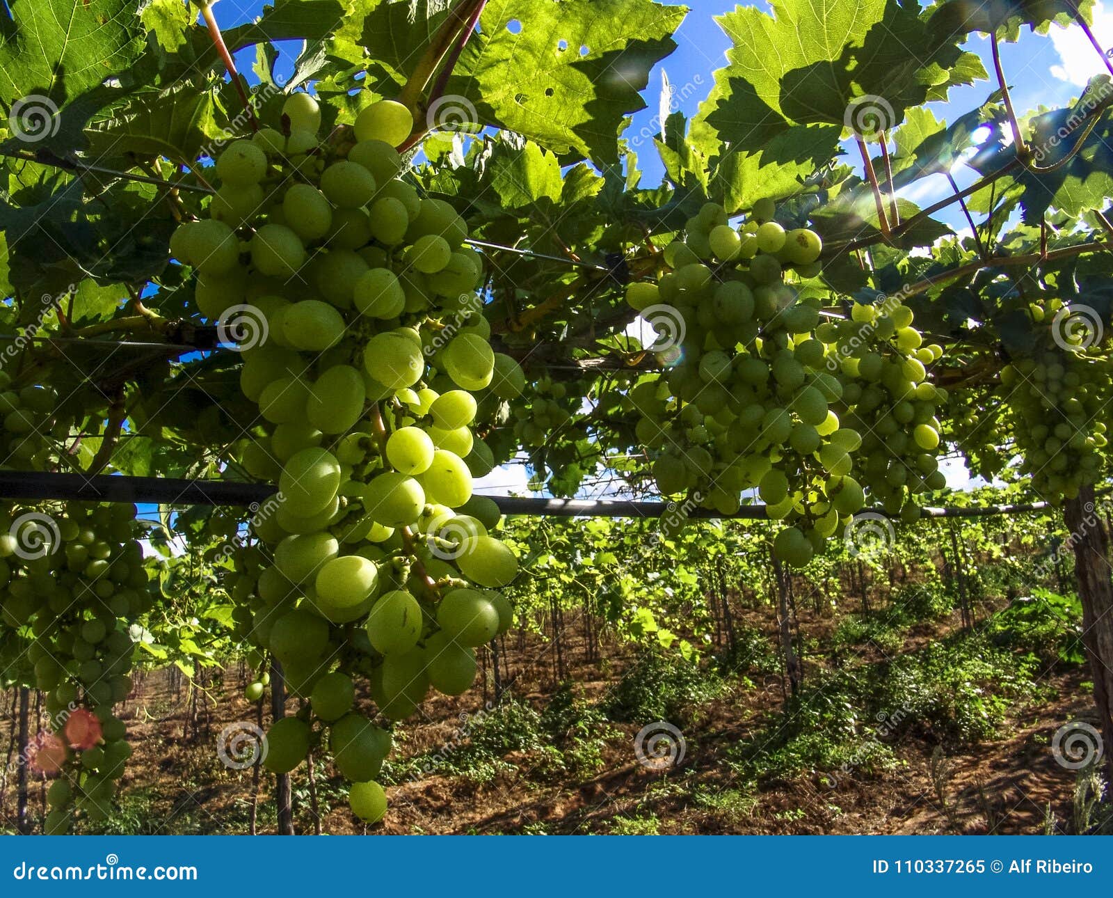 Grapes irrigation stock image. Image of crop, food, irrigate - 110337265
