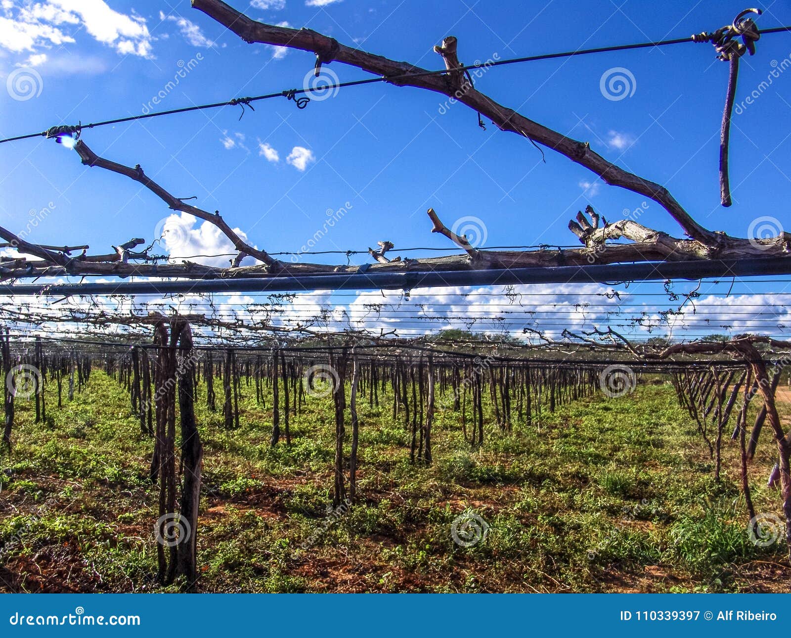 Irrigation system stock image. Image of green, grape - 110339397