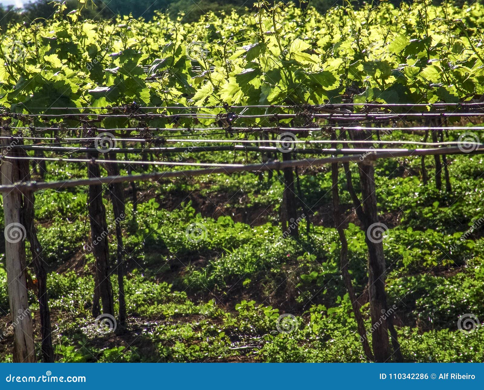 Irrigation system stock photo. Image of farming, brazil - 110342286