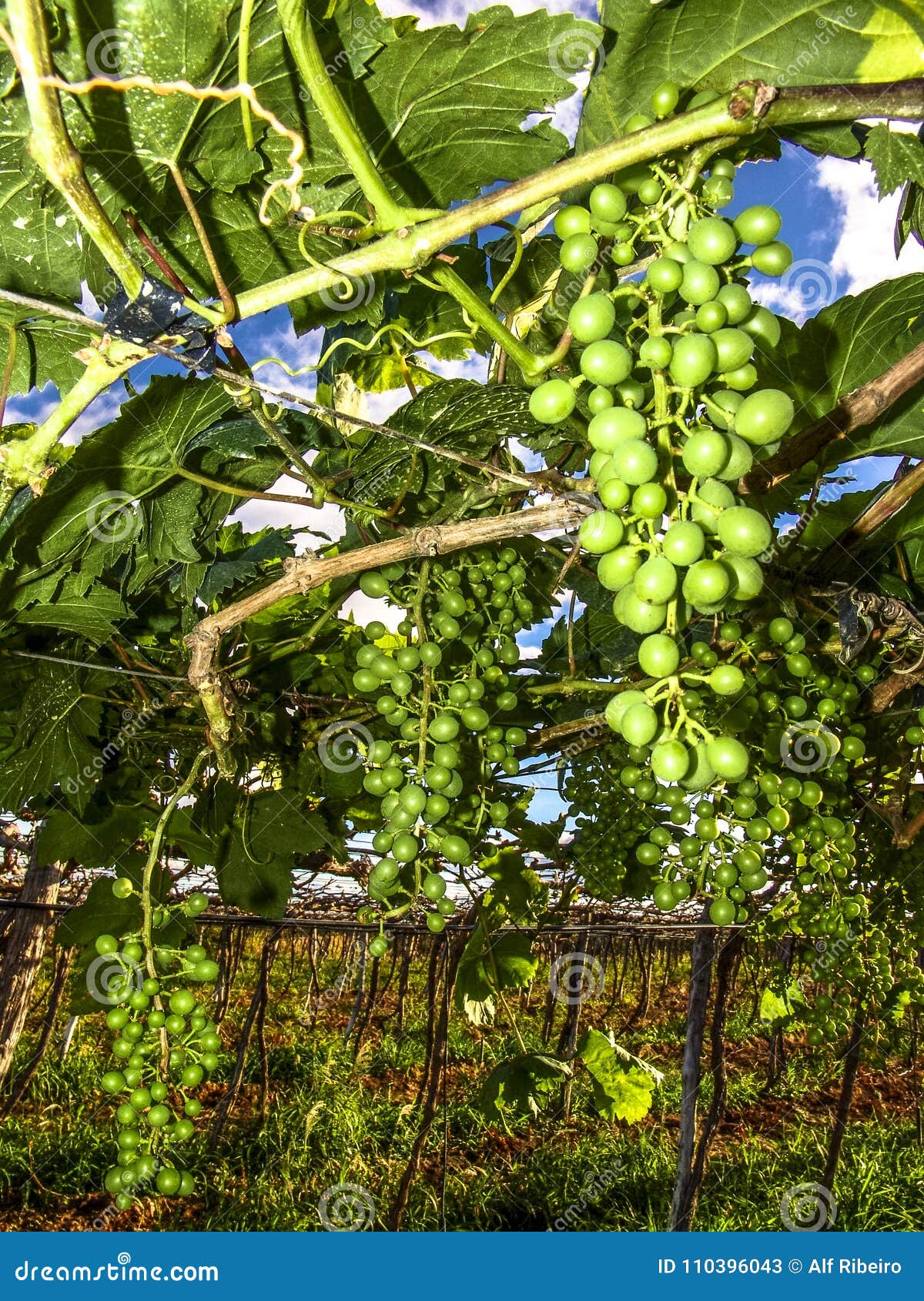 Irrigation system stock image. Image of agricultural - 110396043