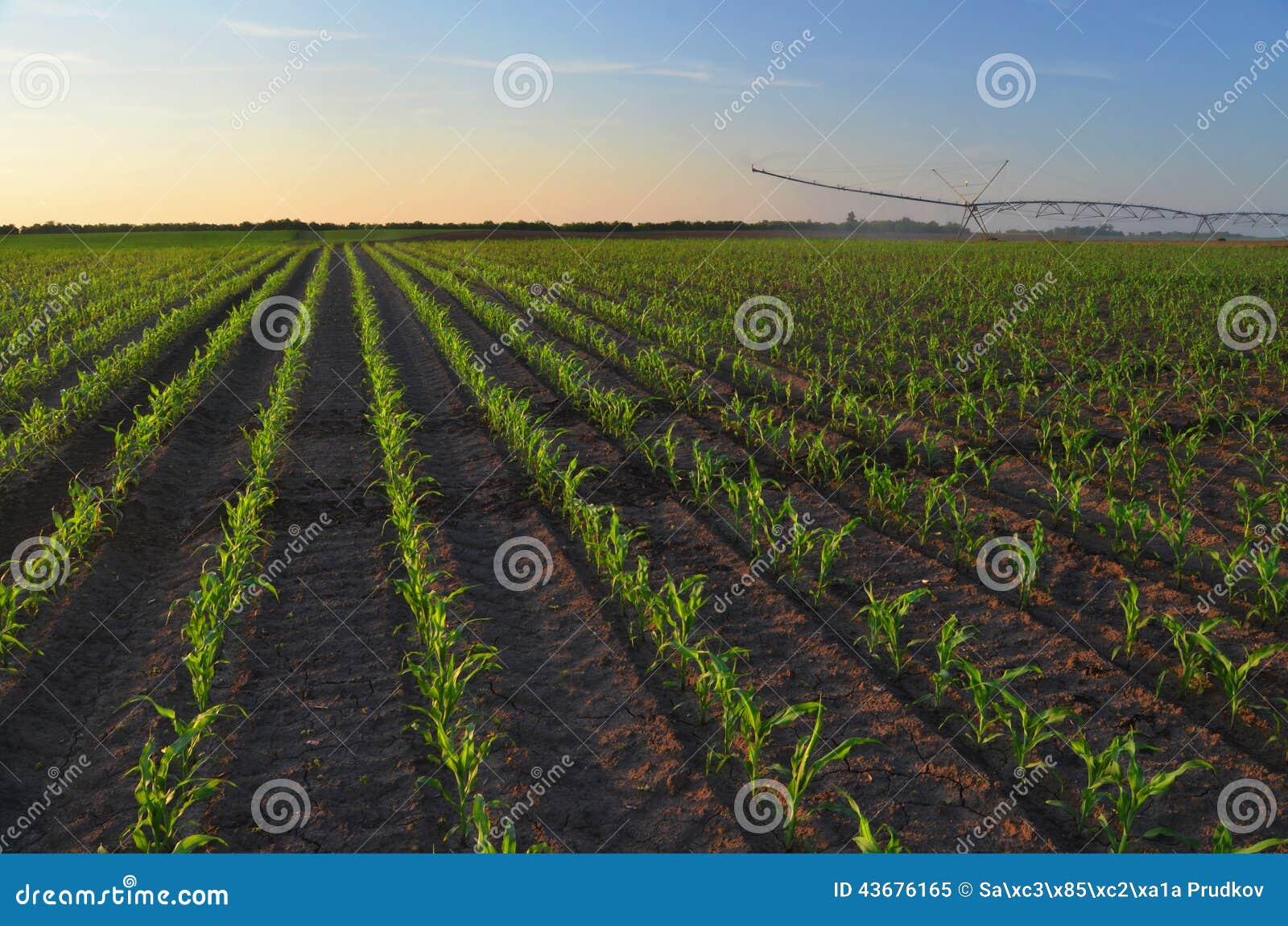 Irrigation System Watering Corn Field Stock Image - Image of plowland ...