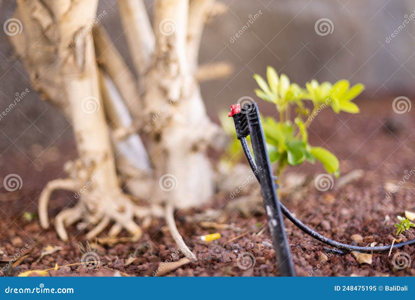 Irrigation System for Watering Plants. Automatic Sprinkler. Stock Image ...