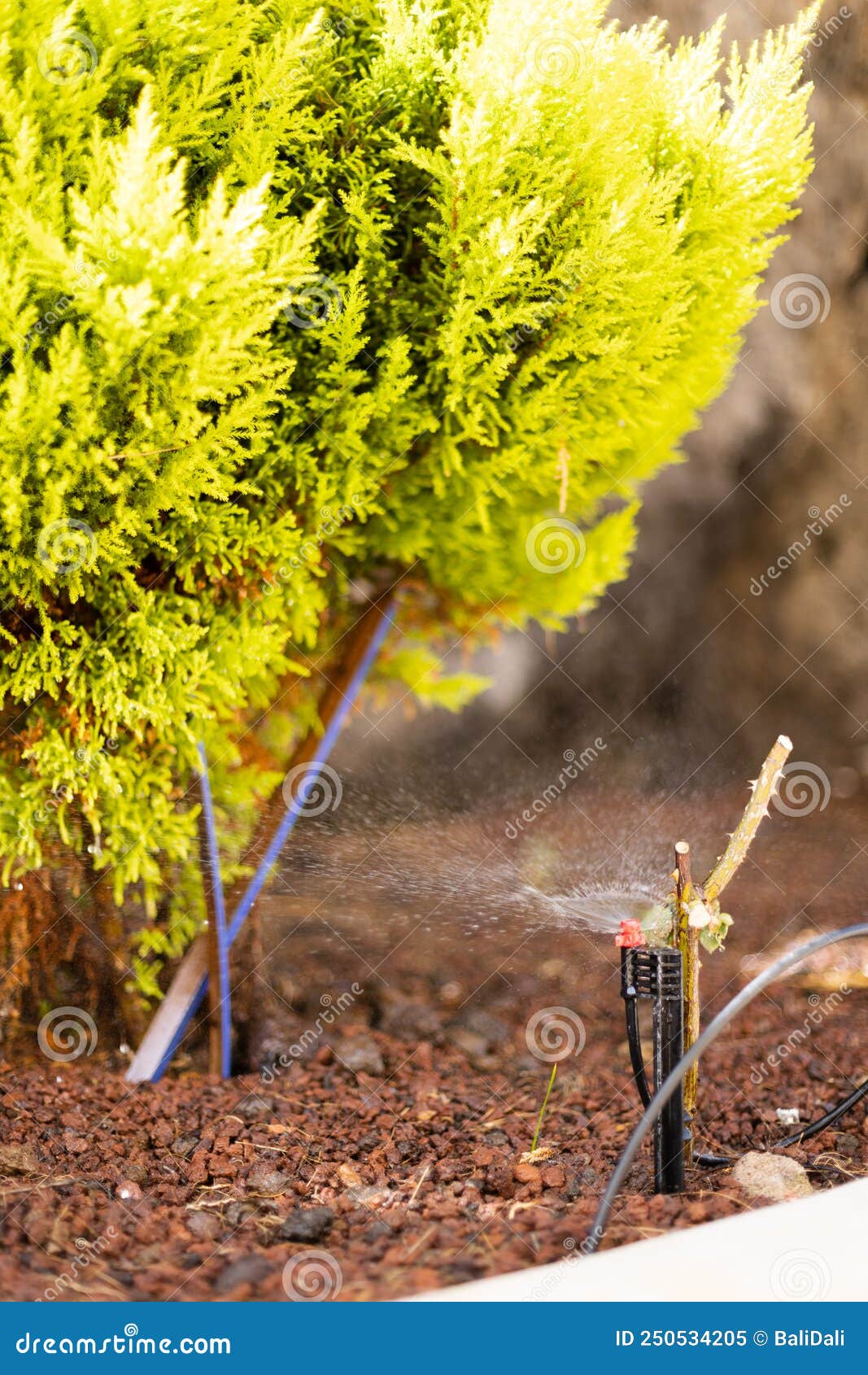 Irrigation System for Watering Plants Spraying Water. Automatic ...