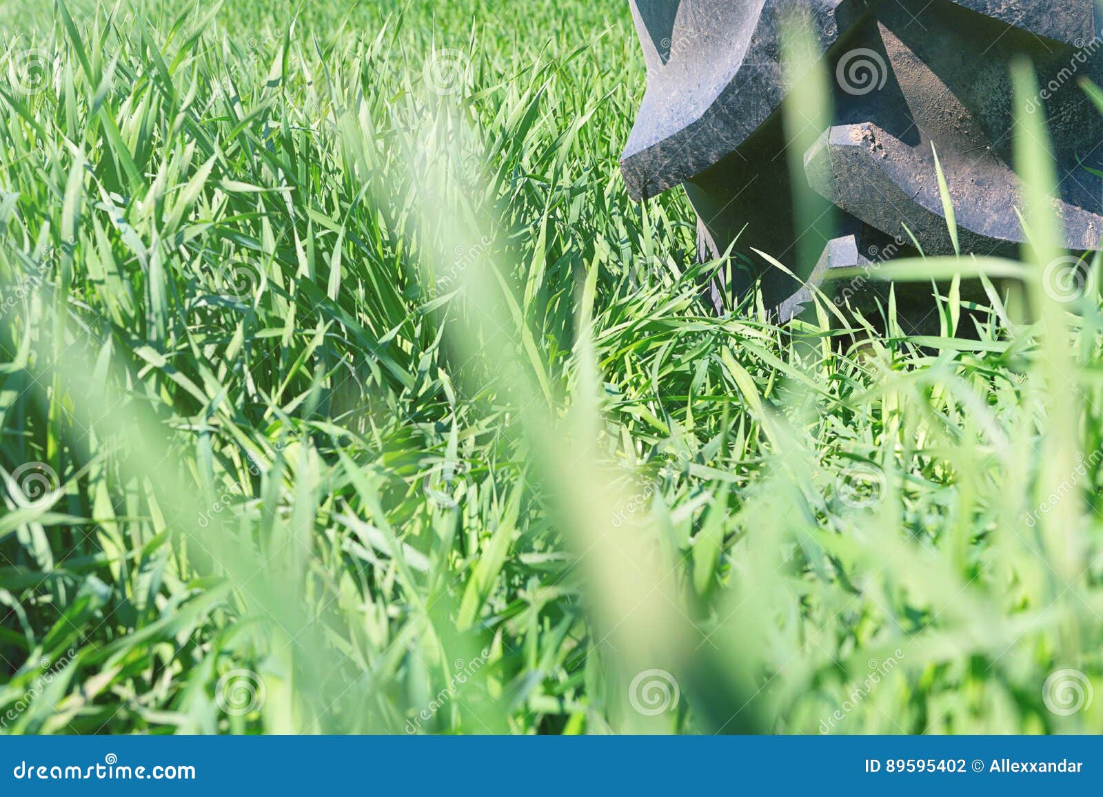 Irrigation System on Wheels. Young Wheat Growing Stock Photo - Image of ...