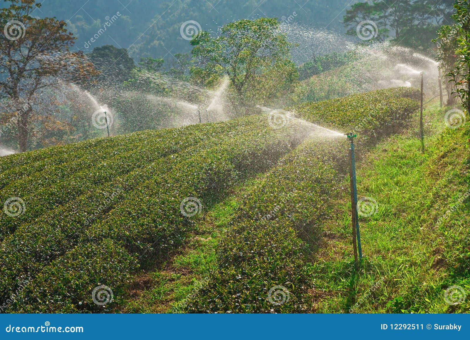 Irrigation in Tea Garden, North of Thailand Stock Image - Image of ...