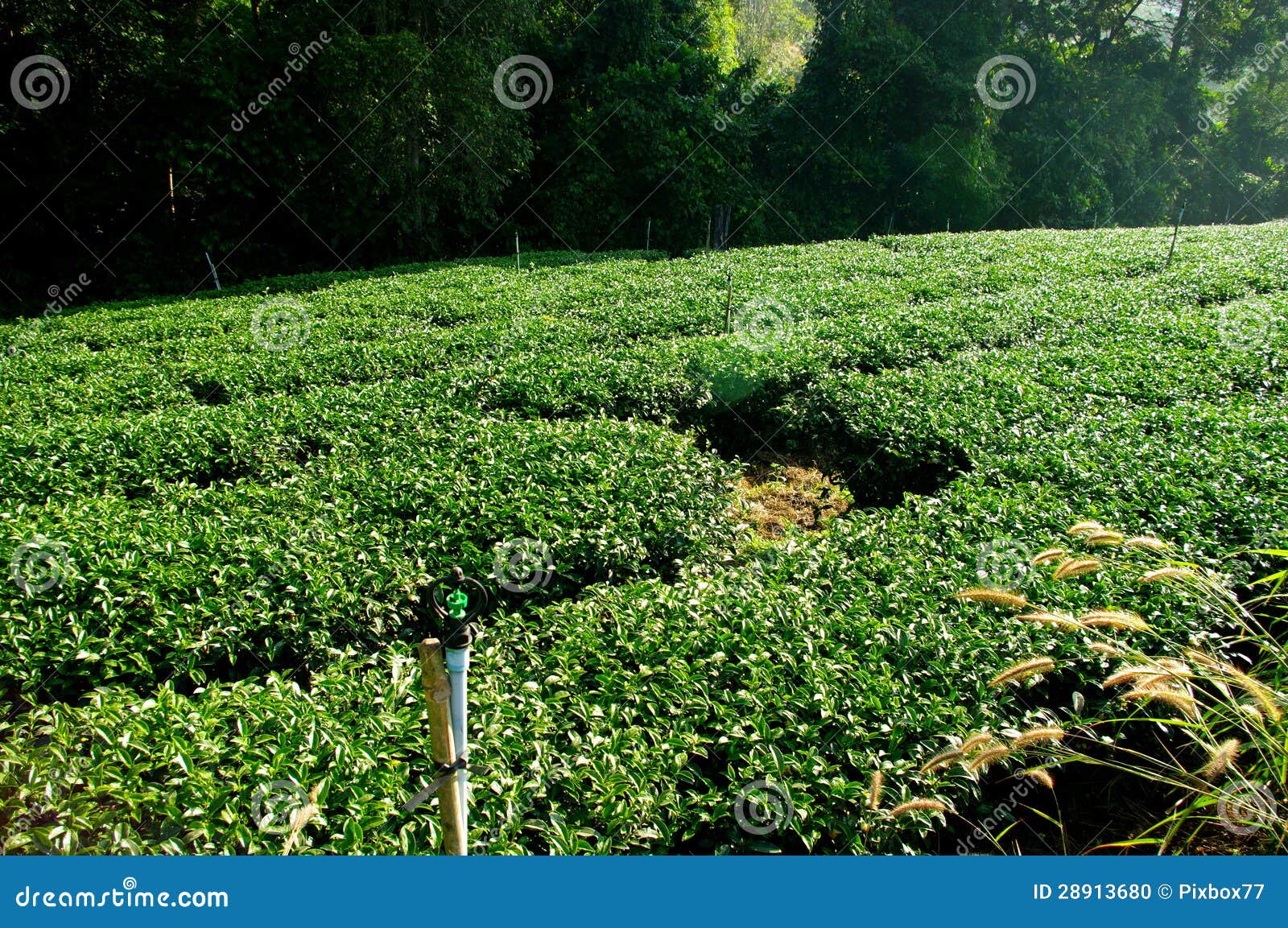 Irrigation for Tea Tree Farm on Hill Stock Photo - Image of plant ...
