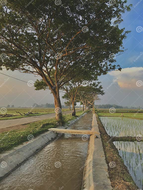 Irrigation with Trees in Rice Fields Stock Image - Image of tree, trees ...