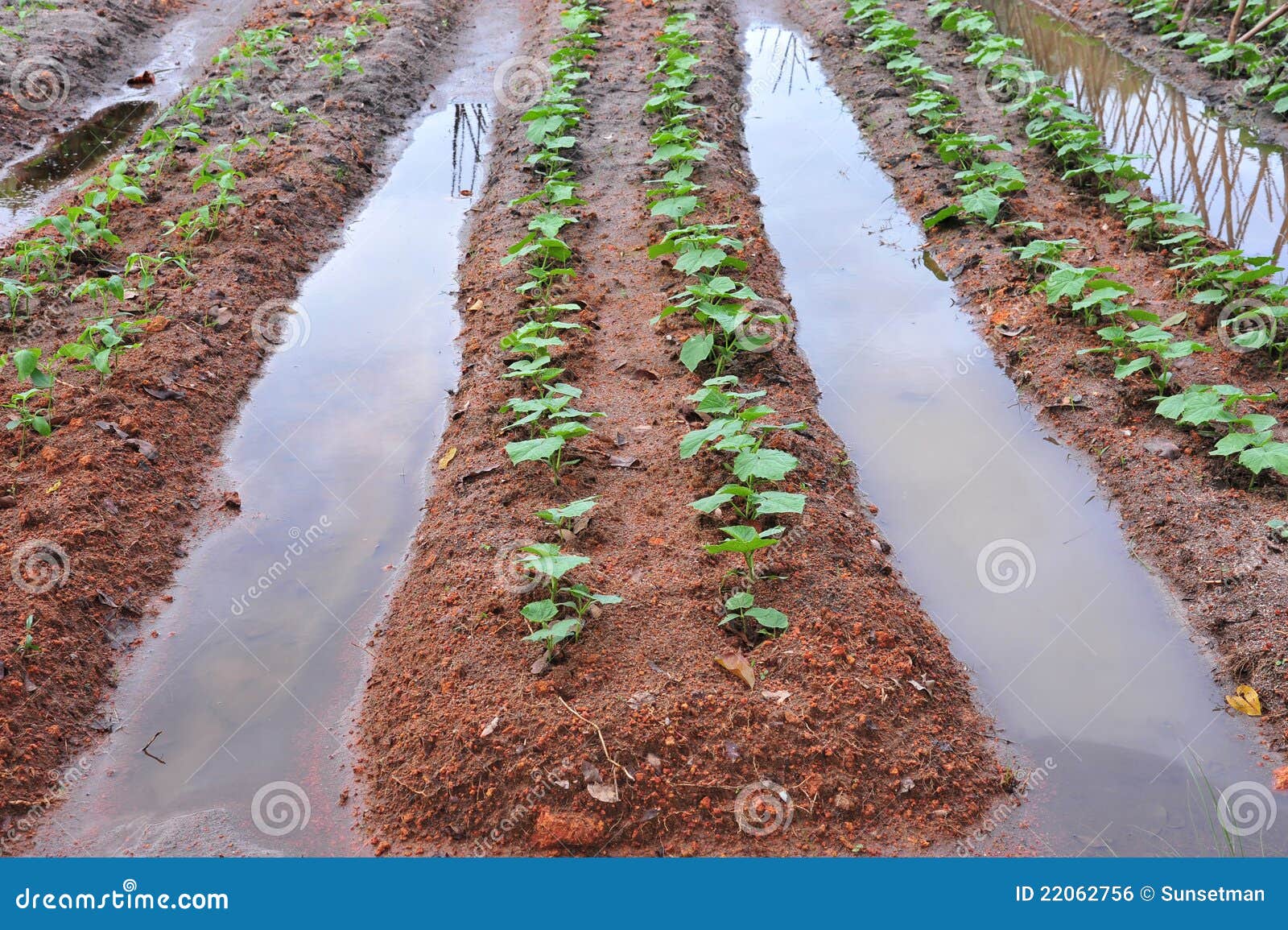 Irrigation at a Vegetable Farm Stock Photo - Image of outdoor, lush ...