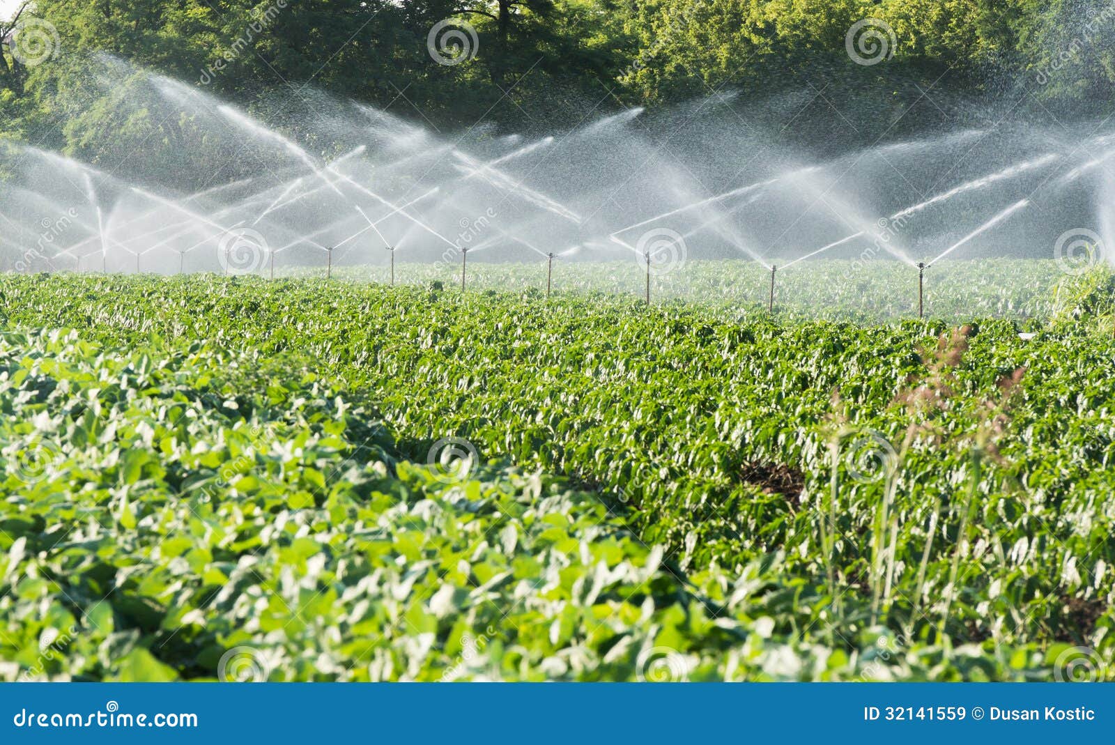 Irrigation of vegetables stock image. Image of industrial - 32141559