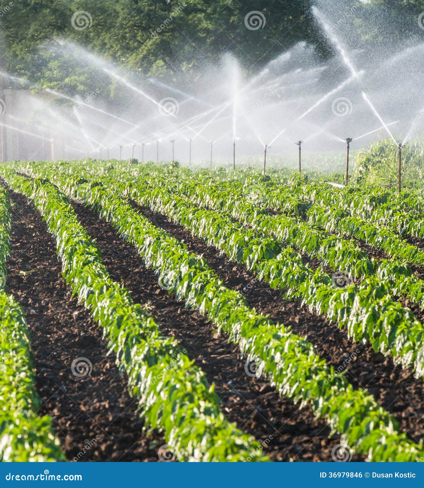 Irrigation of vegetables stock photo. Image of grass - 36979846