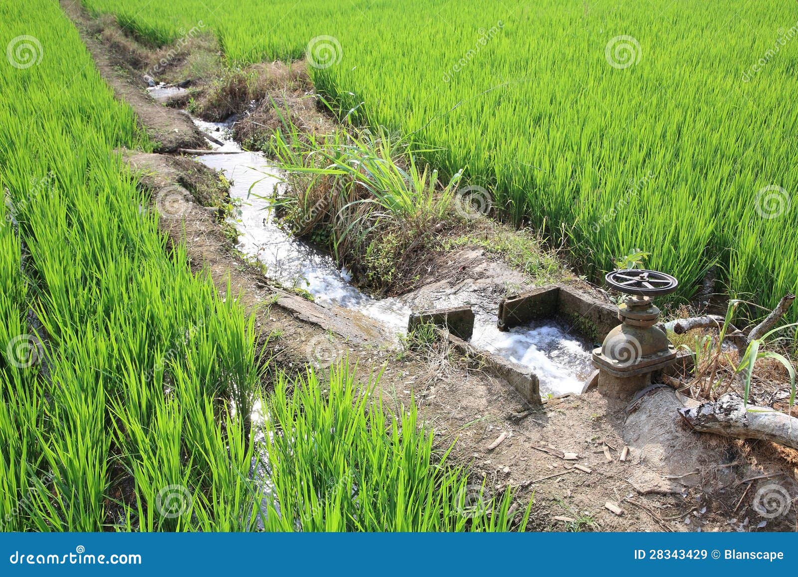 Irrigation Water To Rice Field Stock Image - Image of farming, pipework ...