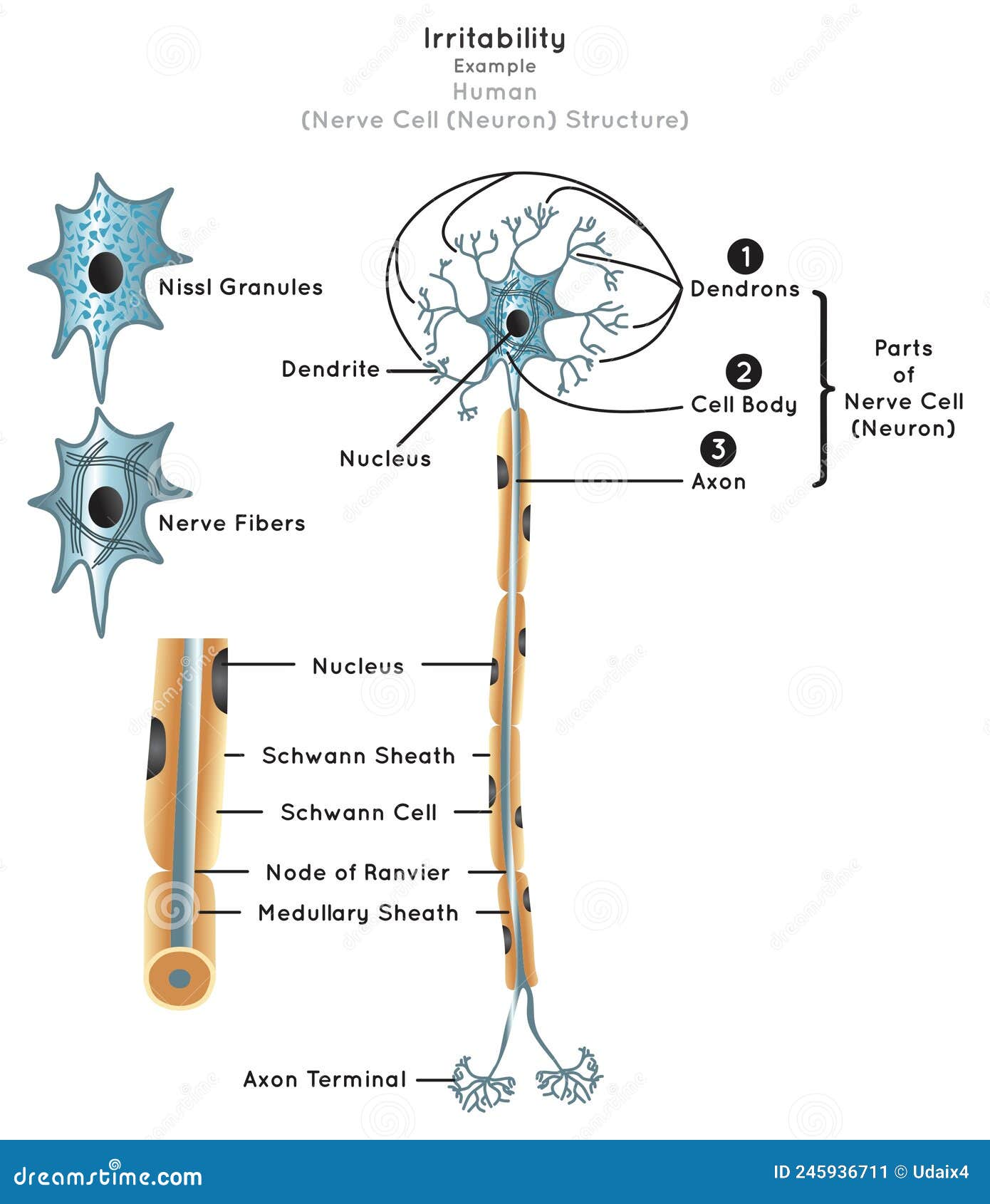 Irritability in Human Infographic Diagram Nerve Cell Structure Stock ...