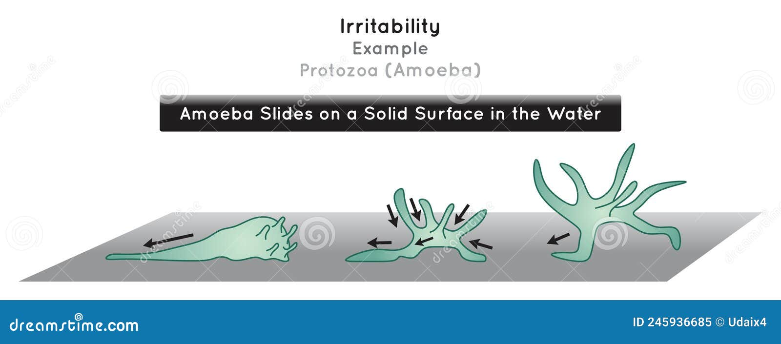 Irritability In Protozoa Infographic Diagram With Example Of Amoeba ...