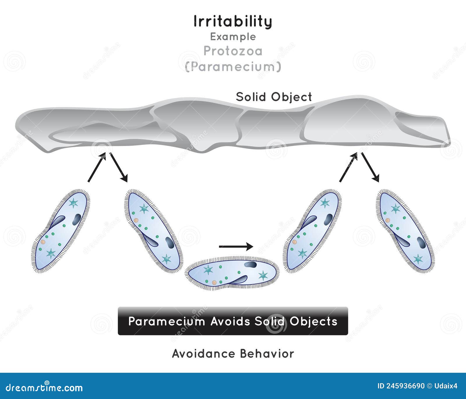 Irritability in Protozoa Infographic Diagram Example Paramecium ...