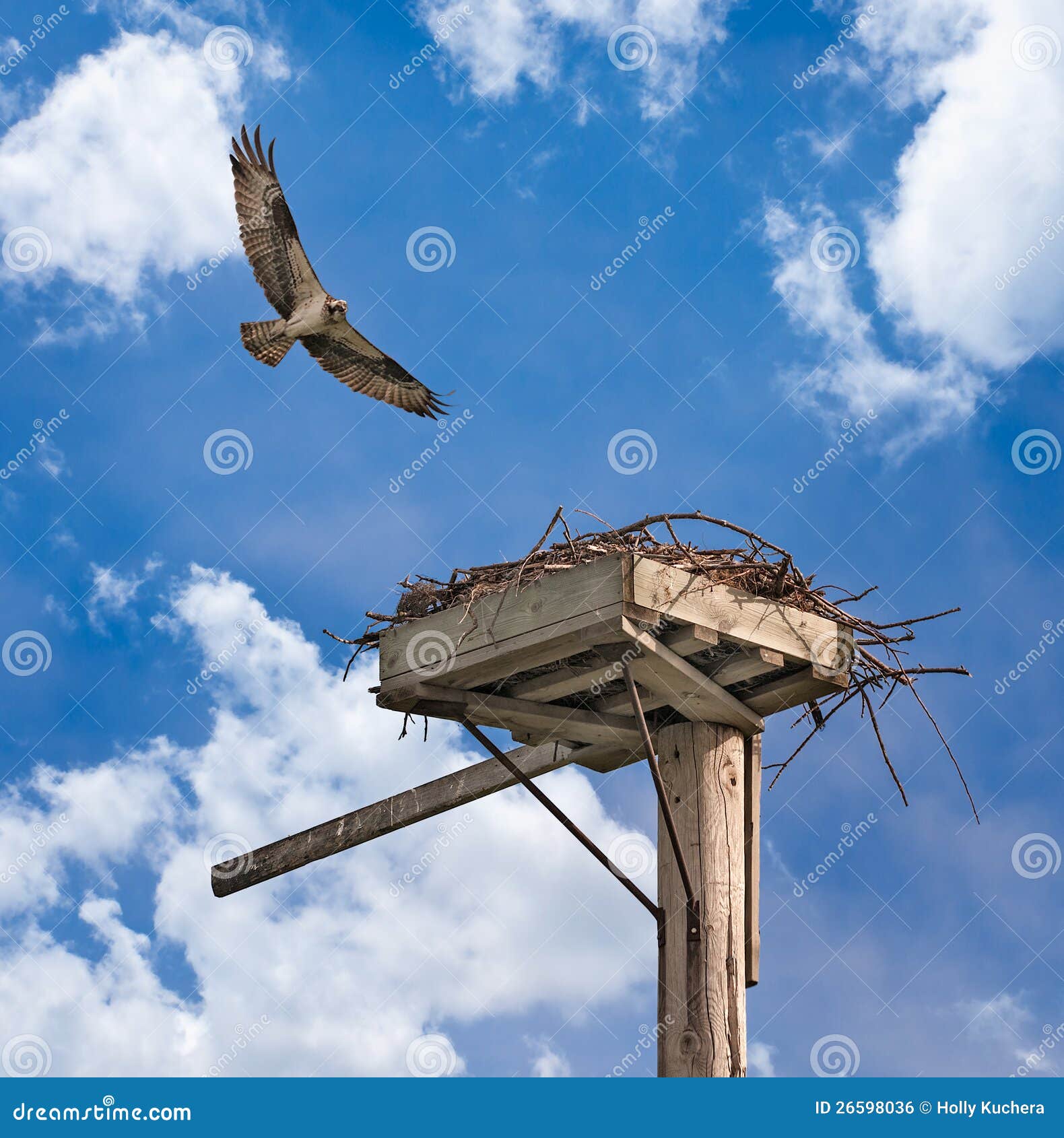 Osprey Platform Nest With Approaching Flying Osprey Mate Stock Photo ...