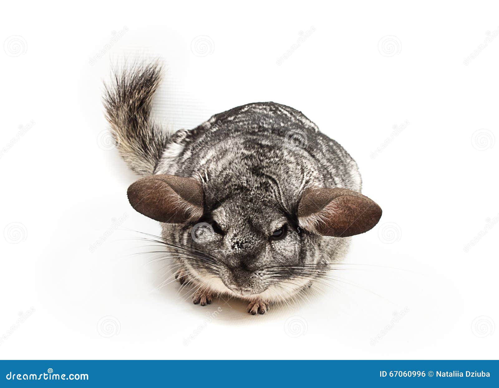 Irritated Silver Chinchilla Stock Photo - Image of chinchilla, claws ...