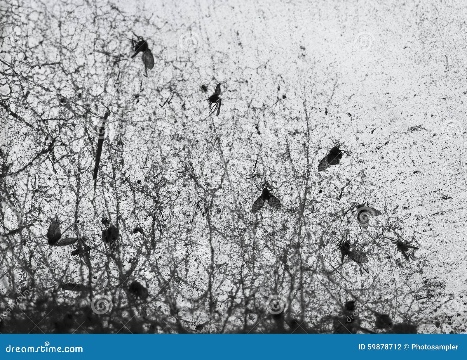 Irritating Insects stock photo. Image of black, problem - 59878712