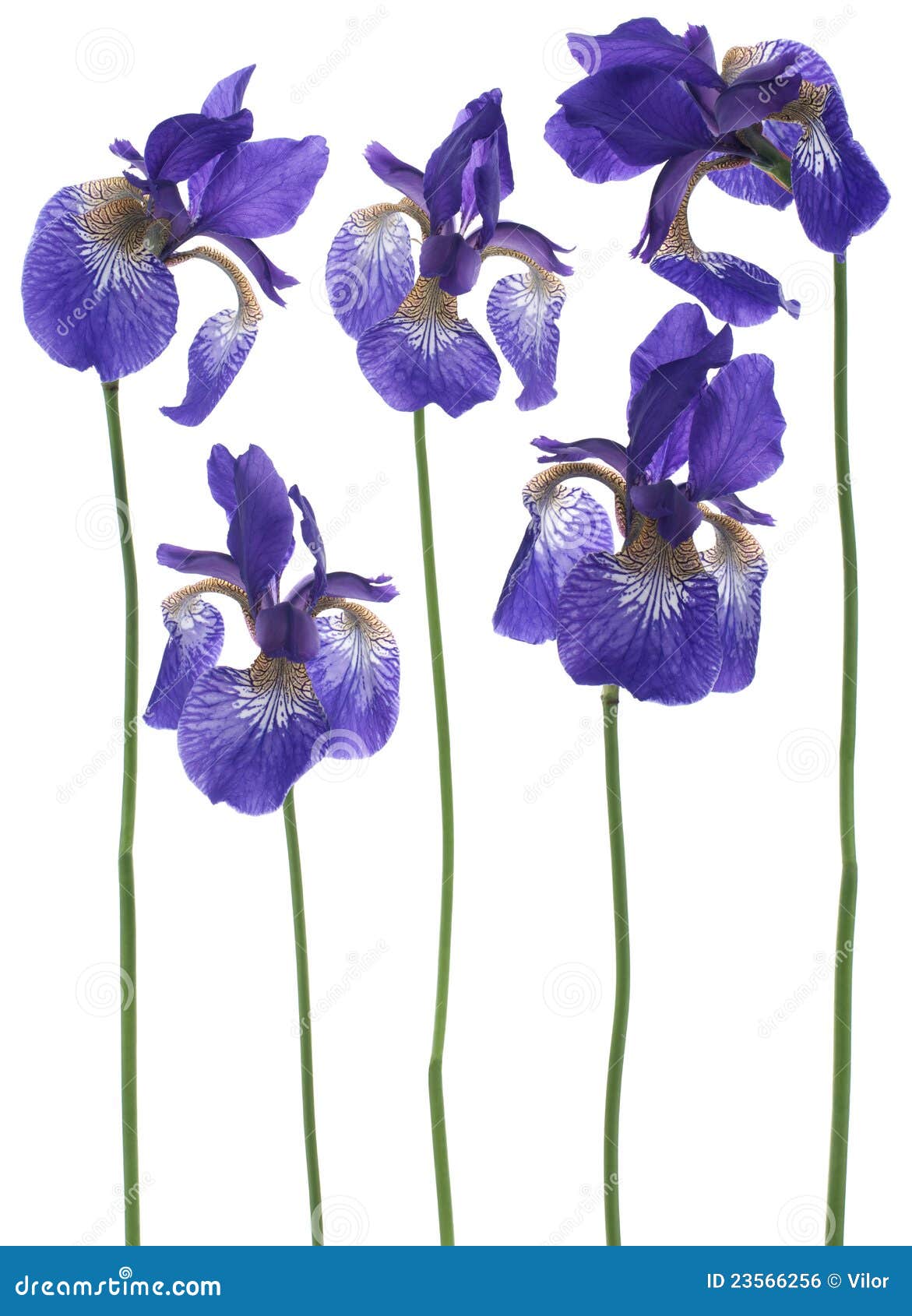 Irys zdjęcie stock. Obraz złożonej z roślina, odosobniony - 23566256