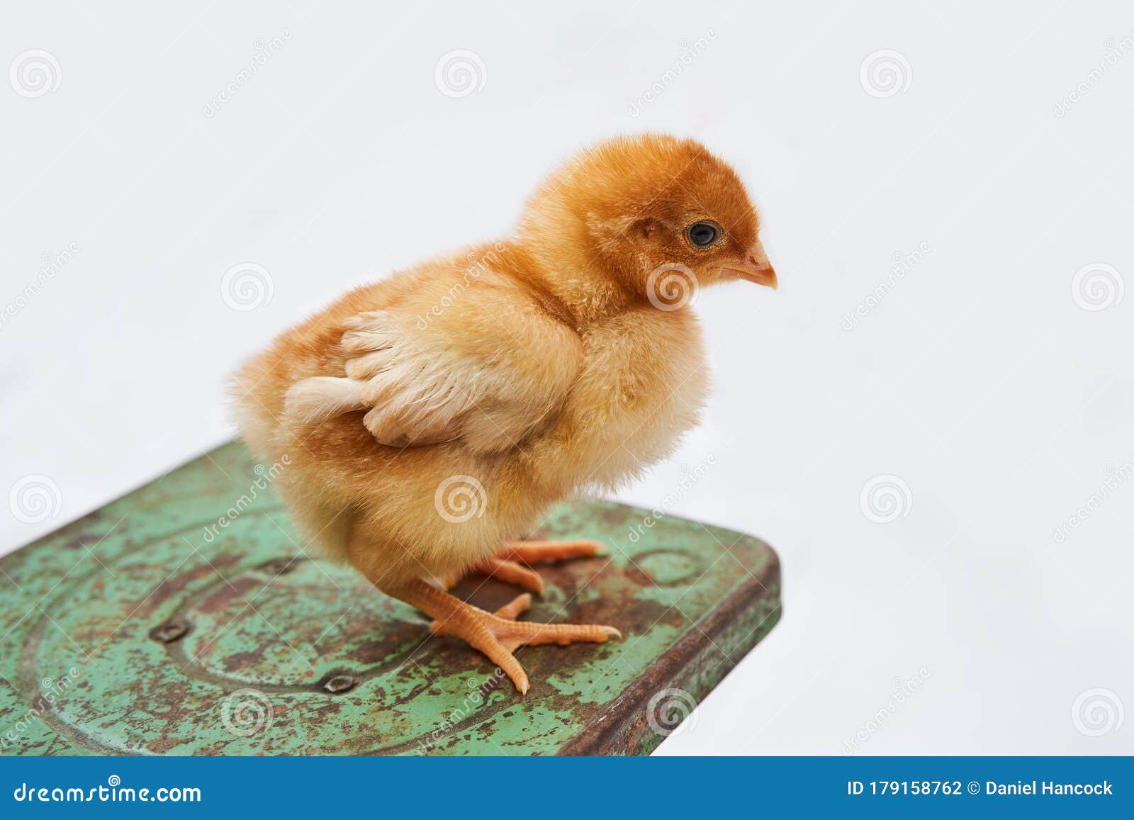 Cute chick on Scale Top stock photo. Image of background - 179158762