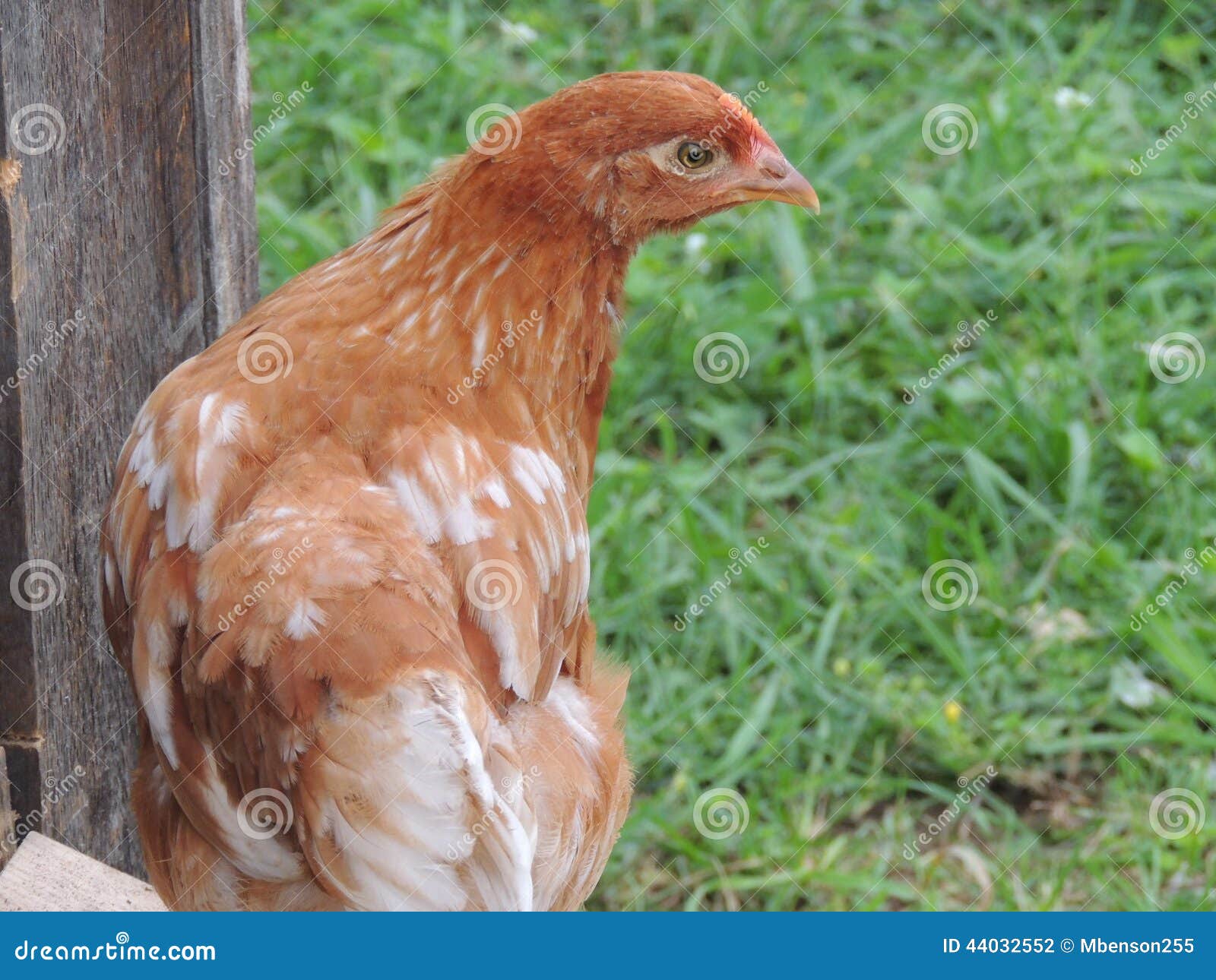 ISA Brown Hen Chicken photo stock. Image du nanas, animal - 44032552