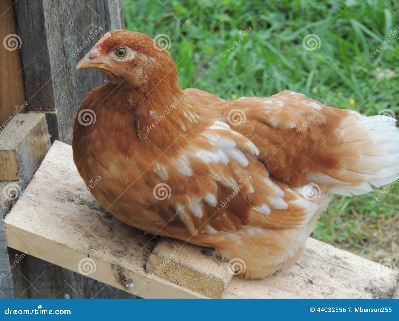 ISA Brown Hen Chicken stockfoto. Bild von haustier, henne - 44032556