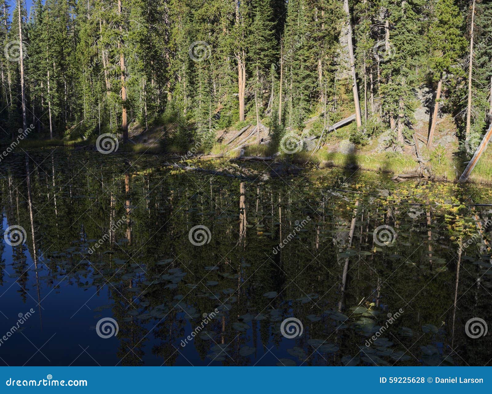 Isa Lake stock photo. Image of national, pines, divide - 59225628