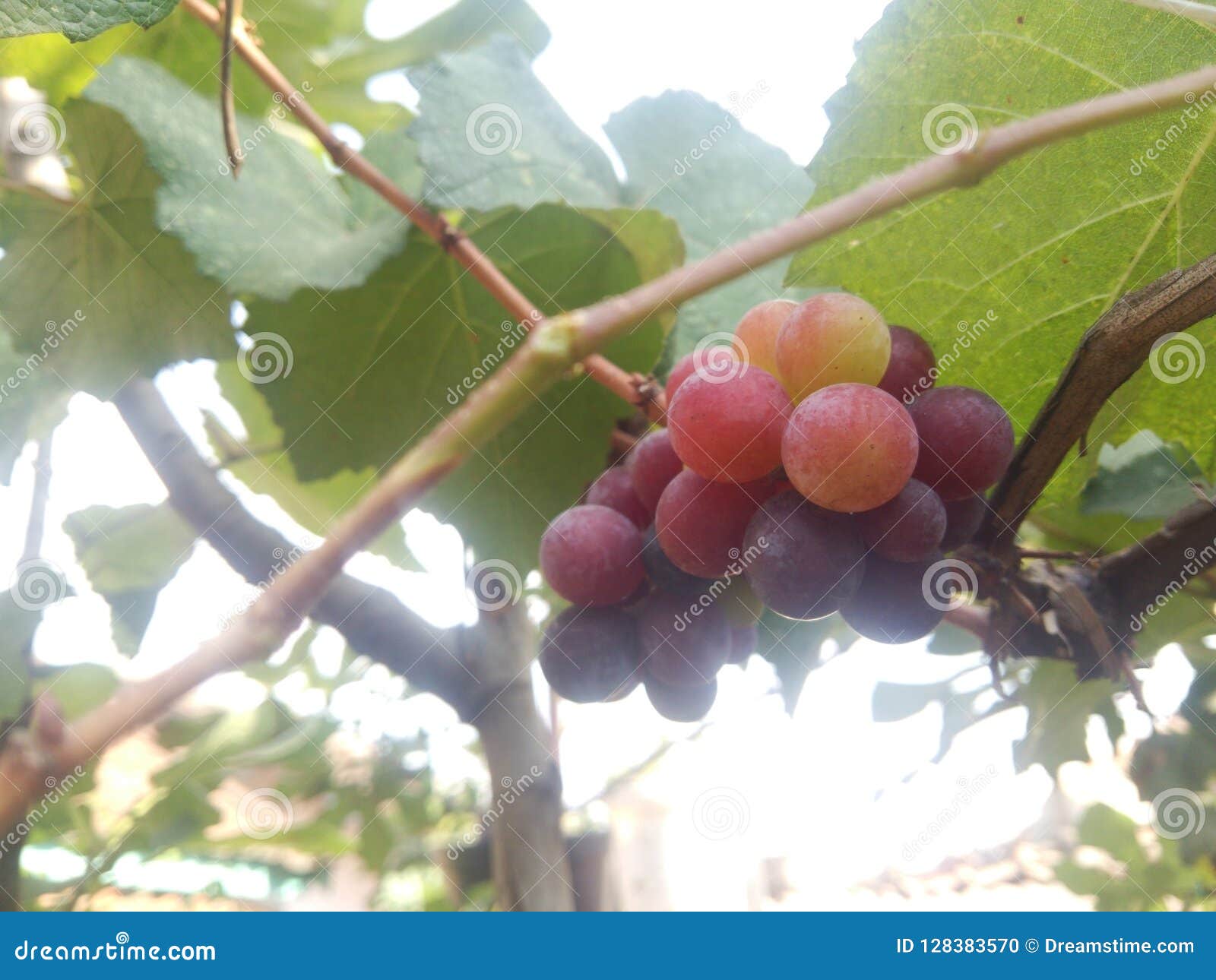 Isabel Grape Red Purple Mature Grape Tree Grapevine Vine Grape Cluster ...
