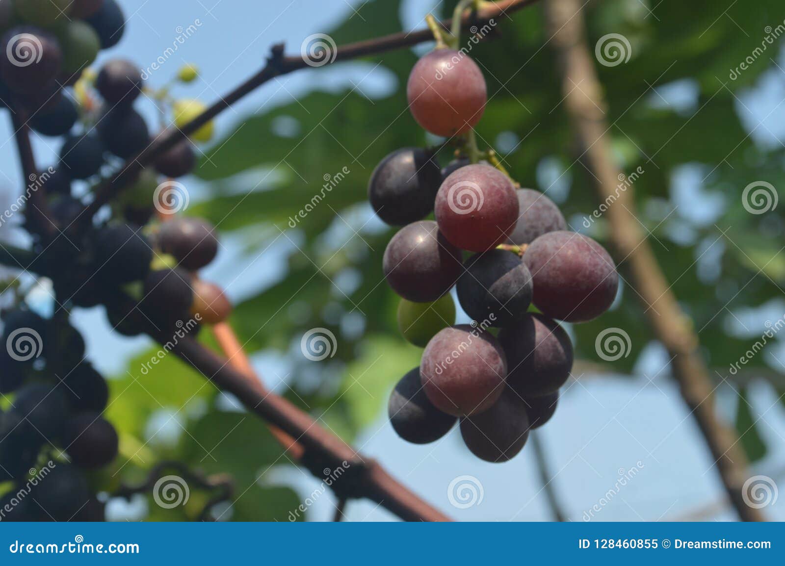 Isabel grapevine fruit stock image. Image of yellow - 128460855