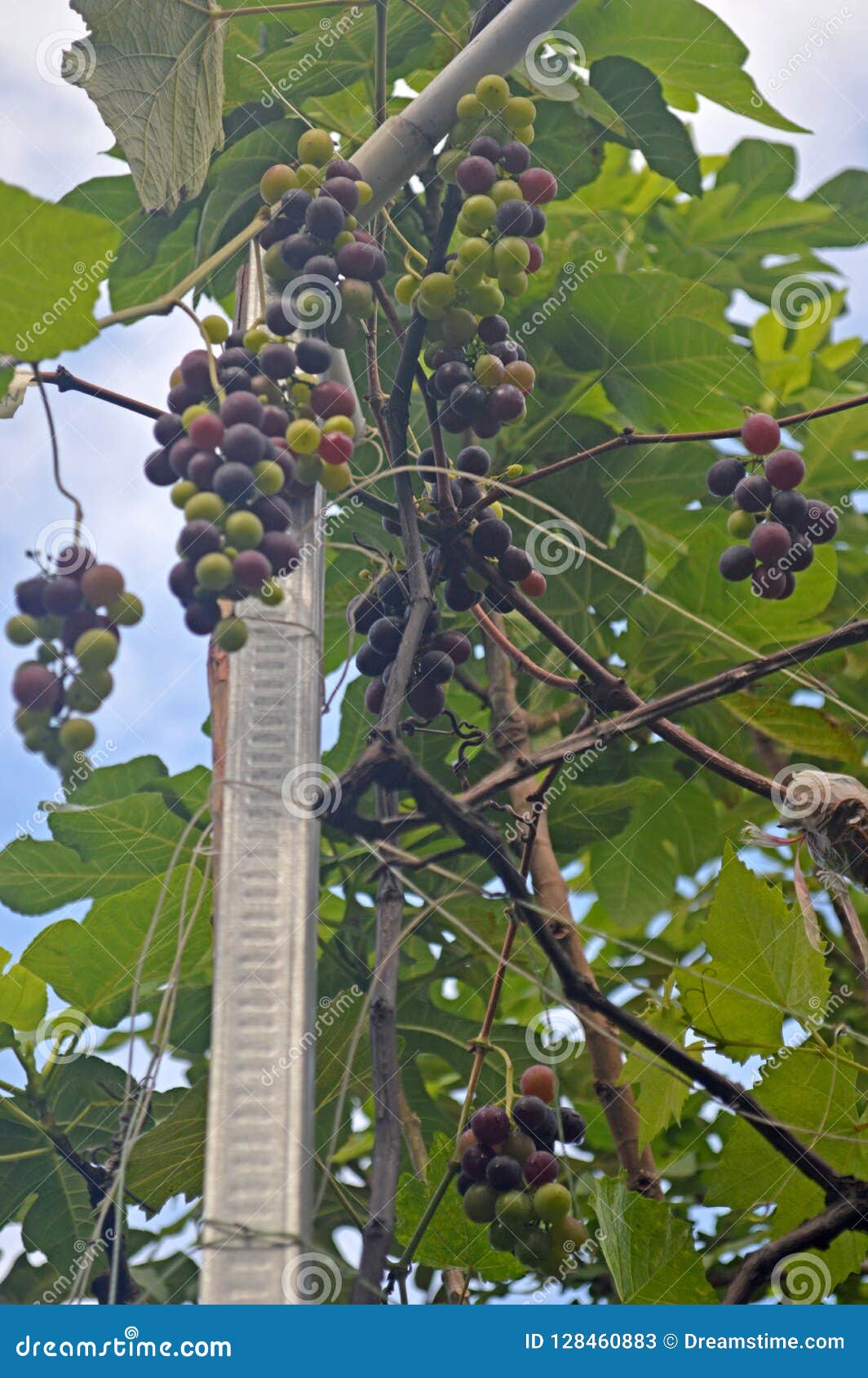 Isabel grapevine fruit stock image. Image of hill, yellow - 128460883