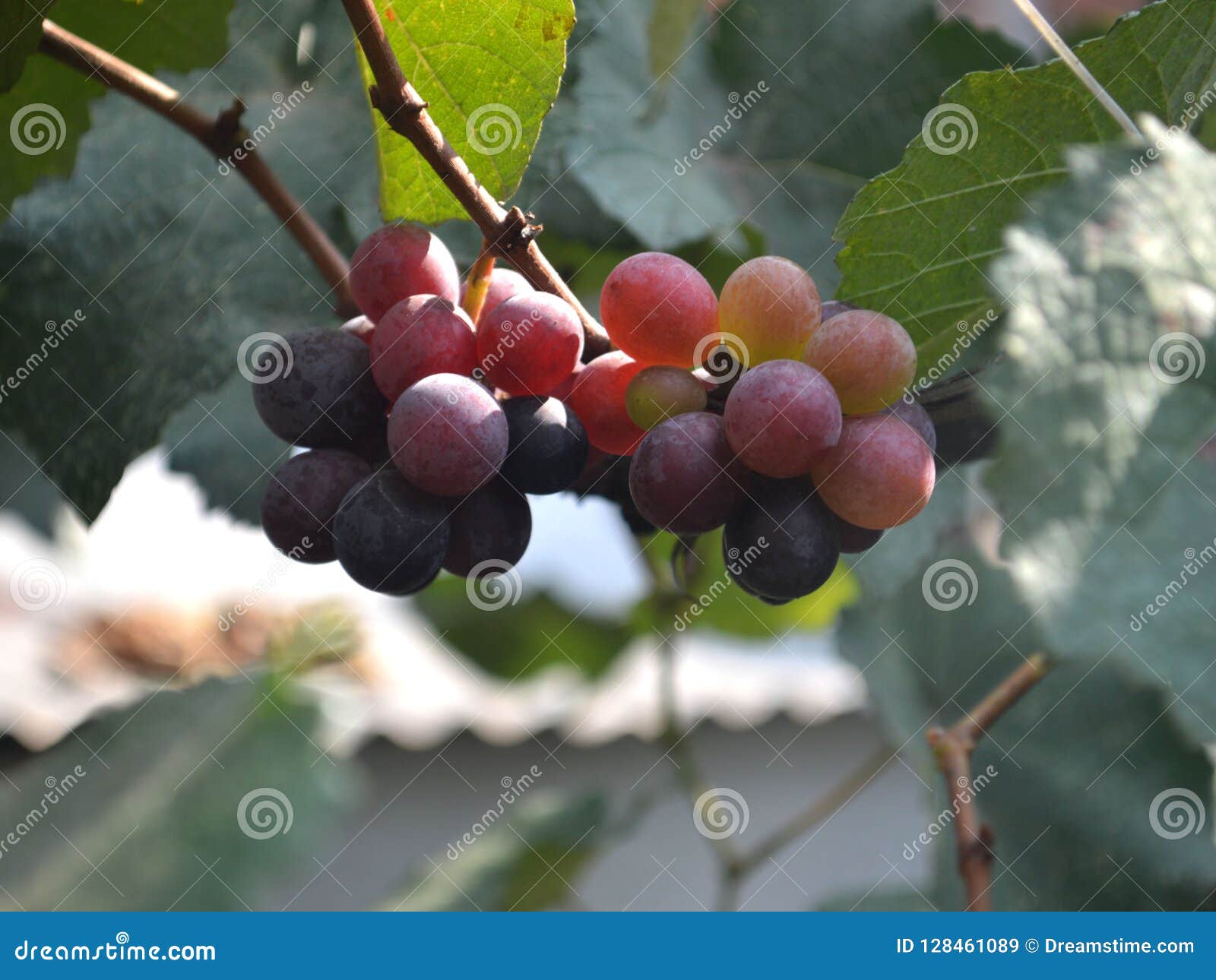 Isabel grapevine fruit stock image. Image of cluster - 128461089