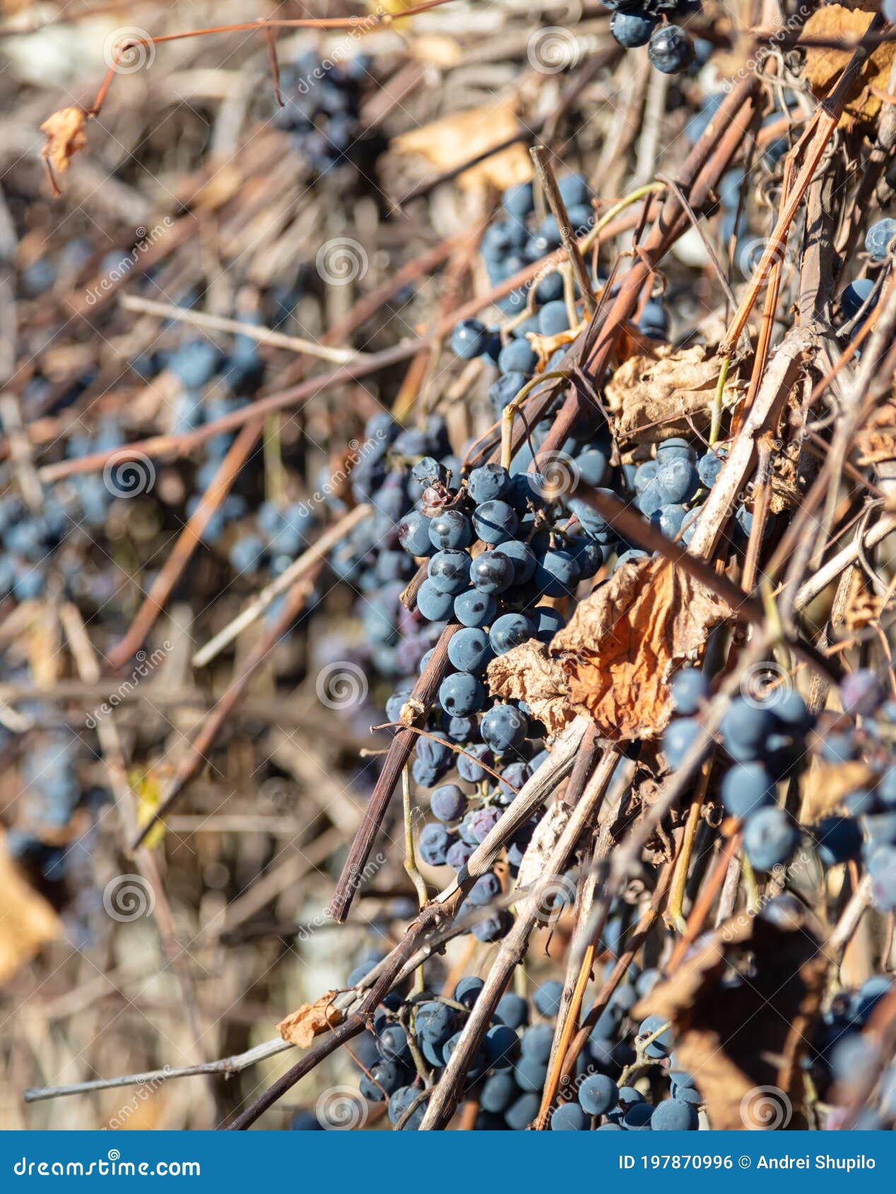 Isabella Grapes in the Garden Stock Photo - Image of vine, delicious ...