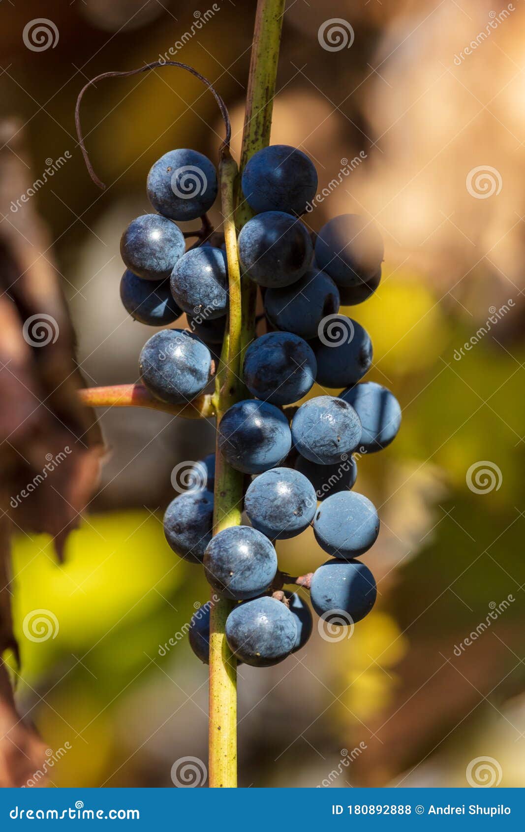 Isabella Grapes on a Plant in the Fall Stock Photo - Image of farm ...
