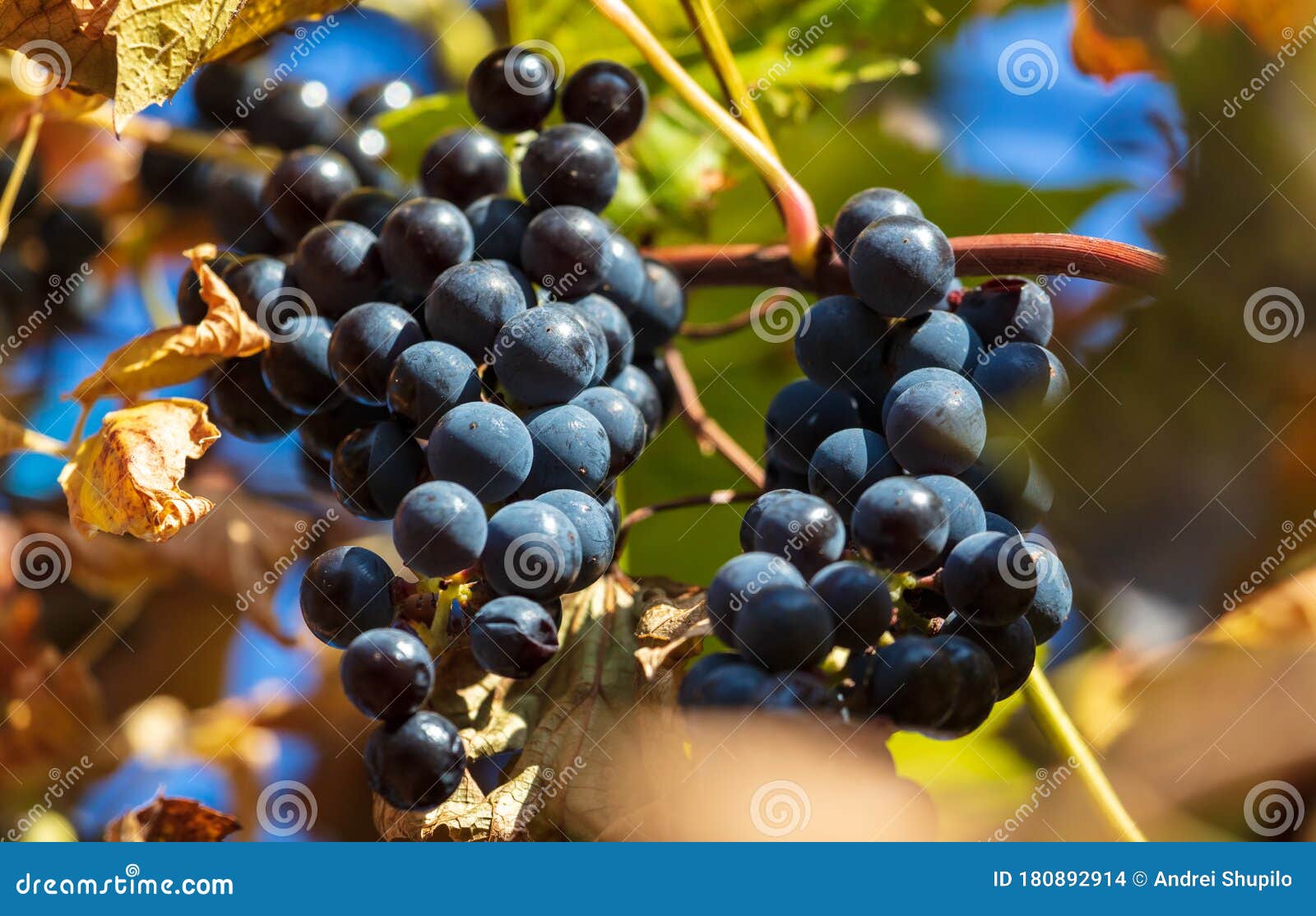 Isabella Grapes on a Plant in the Fall Stock Photo - Image of juicy ...