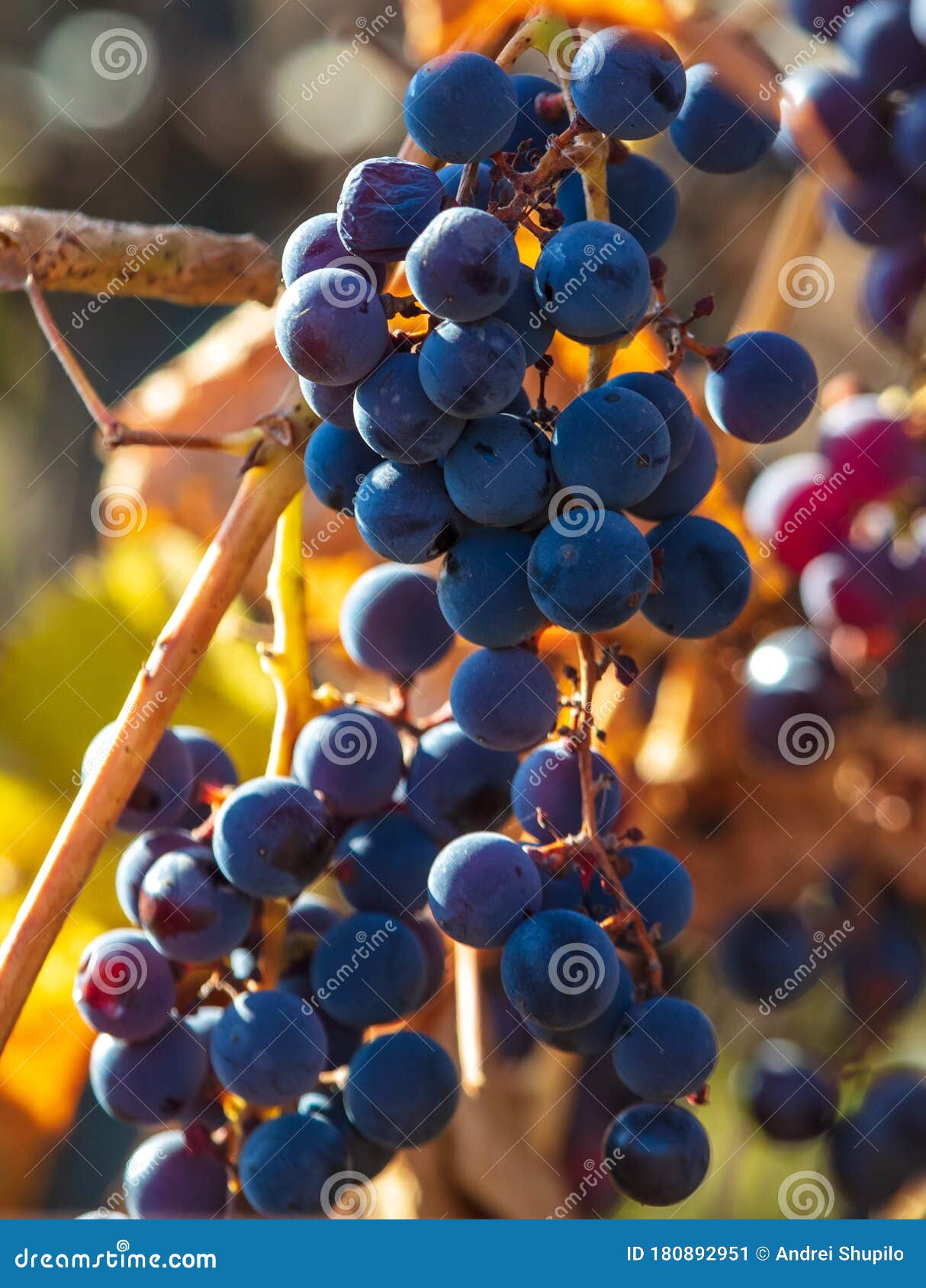 Isabella Grapes on a Plant in the Fall Stock Image - Image of natural ...