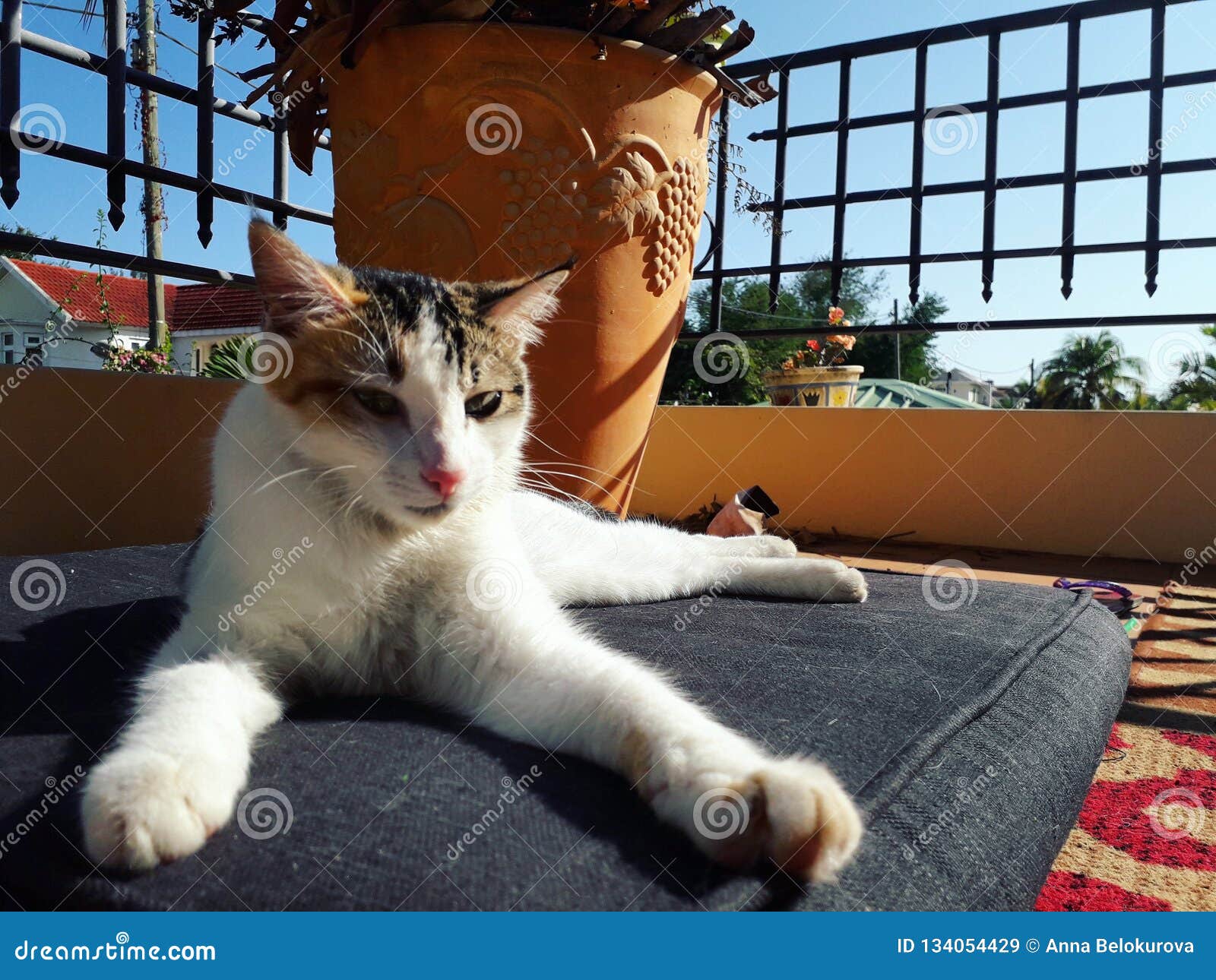 Isabella stock image. Image of cool, isabella, animals - 134054429