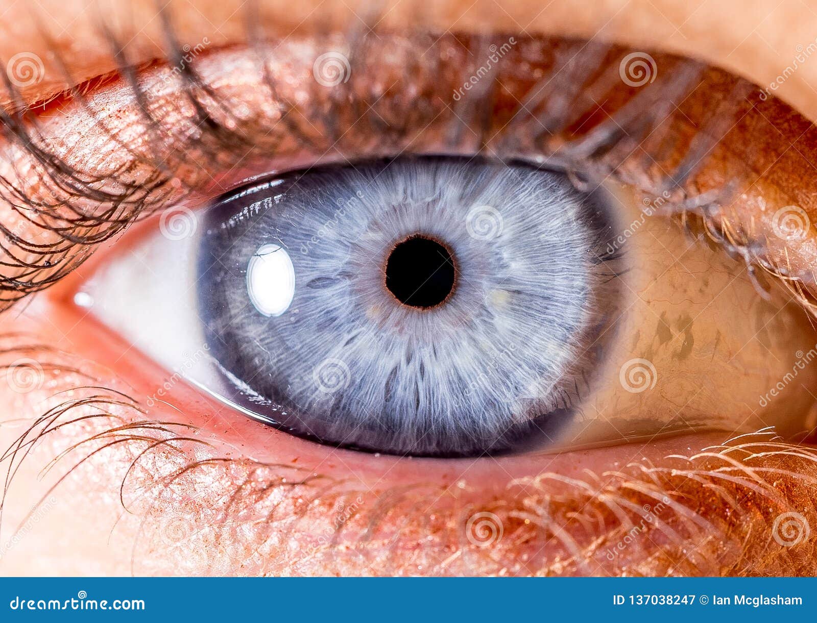 Close Up Eye. Close Up Iris. Very Close Macro Shot of an Eyeball Stock ...